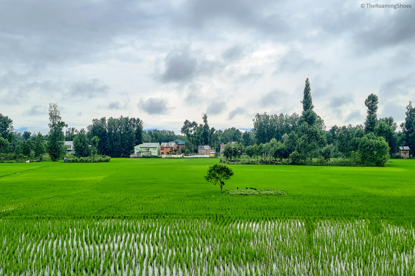 Experiencing Pahalgam - An Unconventional Guide