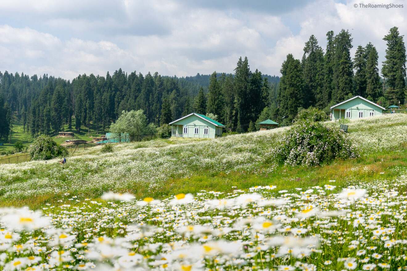 Yusmarg - A guide to Kashmir's lesser known gem