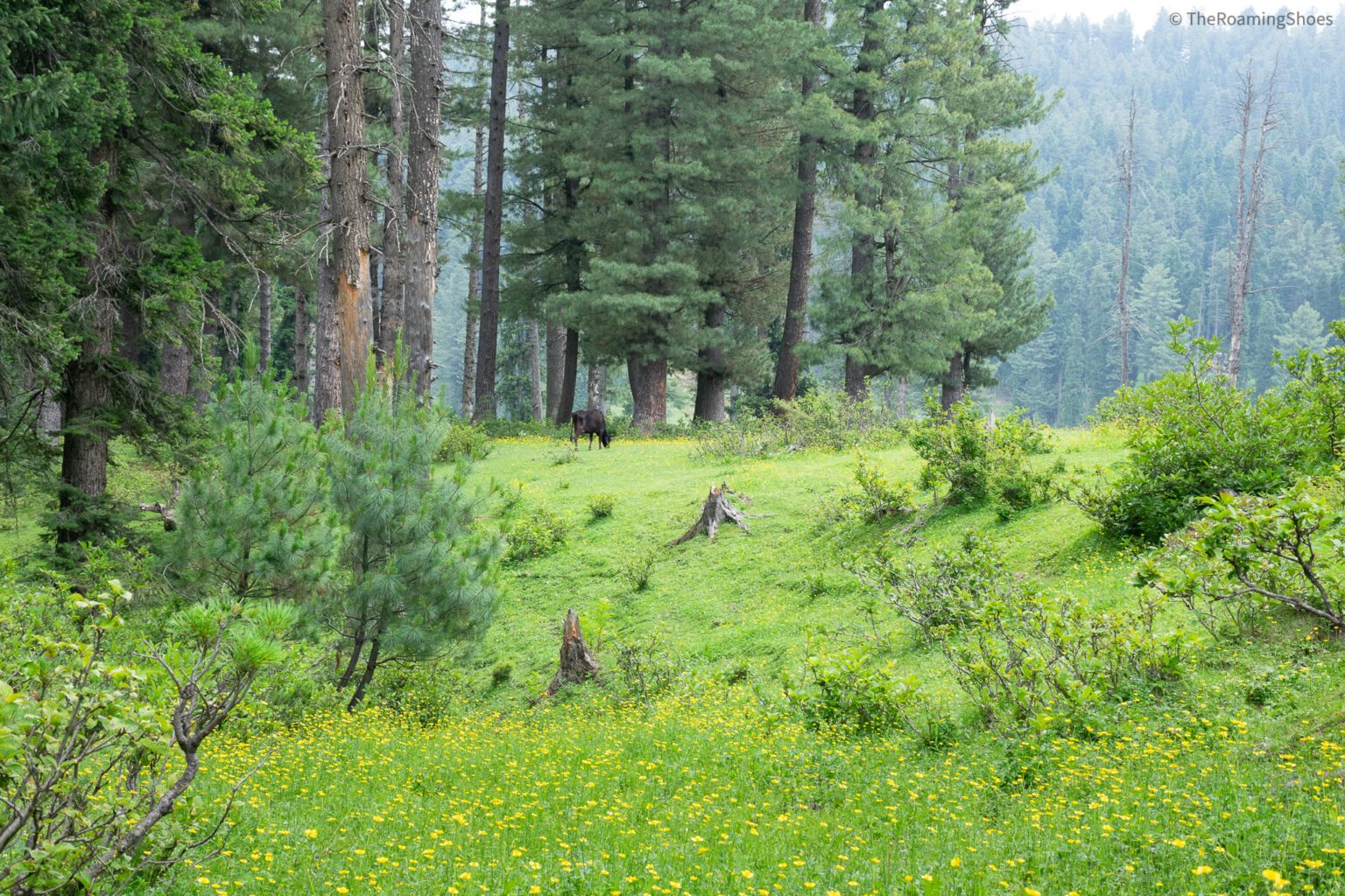 Yusmarg - A guide to Kashmir's lesser known gem