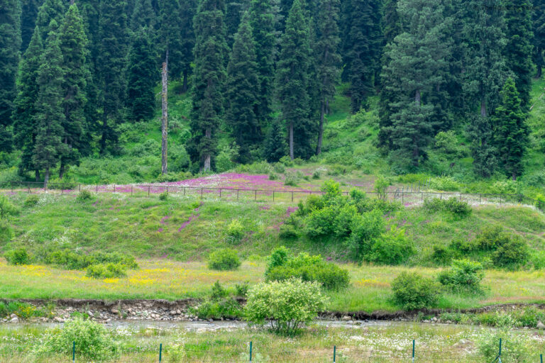 Yusmarg - A guide to Kashmir's lesser known gem