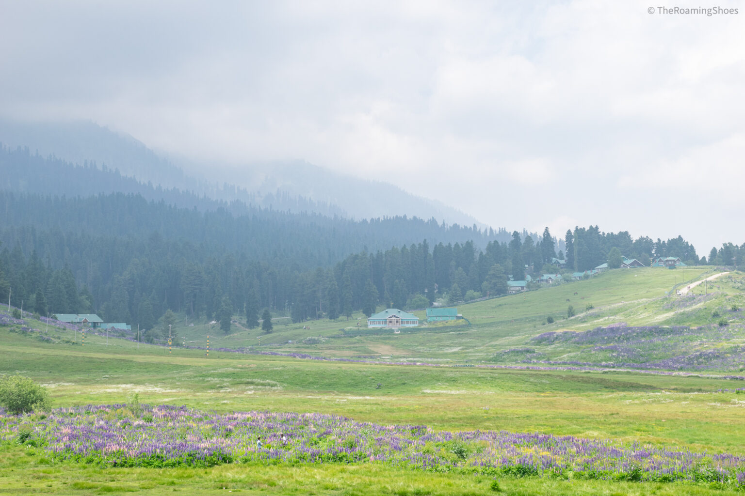 Gulmarg in Summer - A Floral Paradise