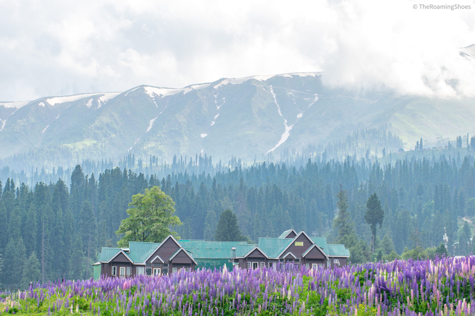 Gulmarg in Summer - A Floral Paradise