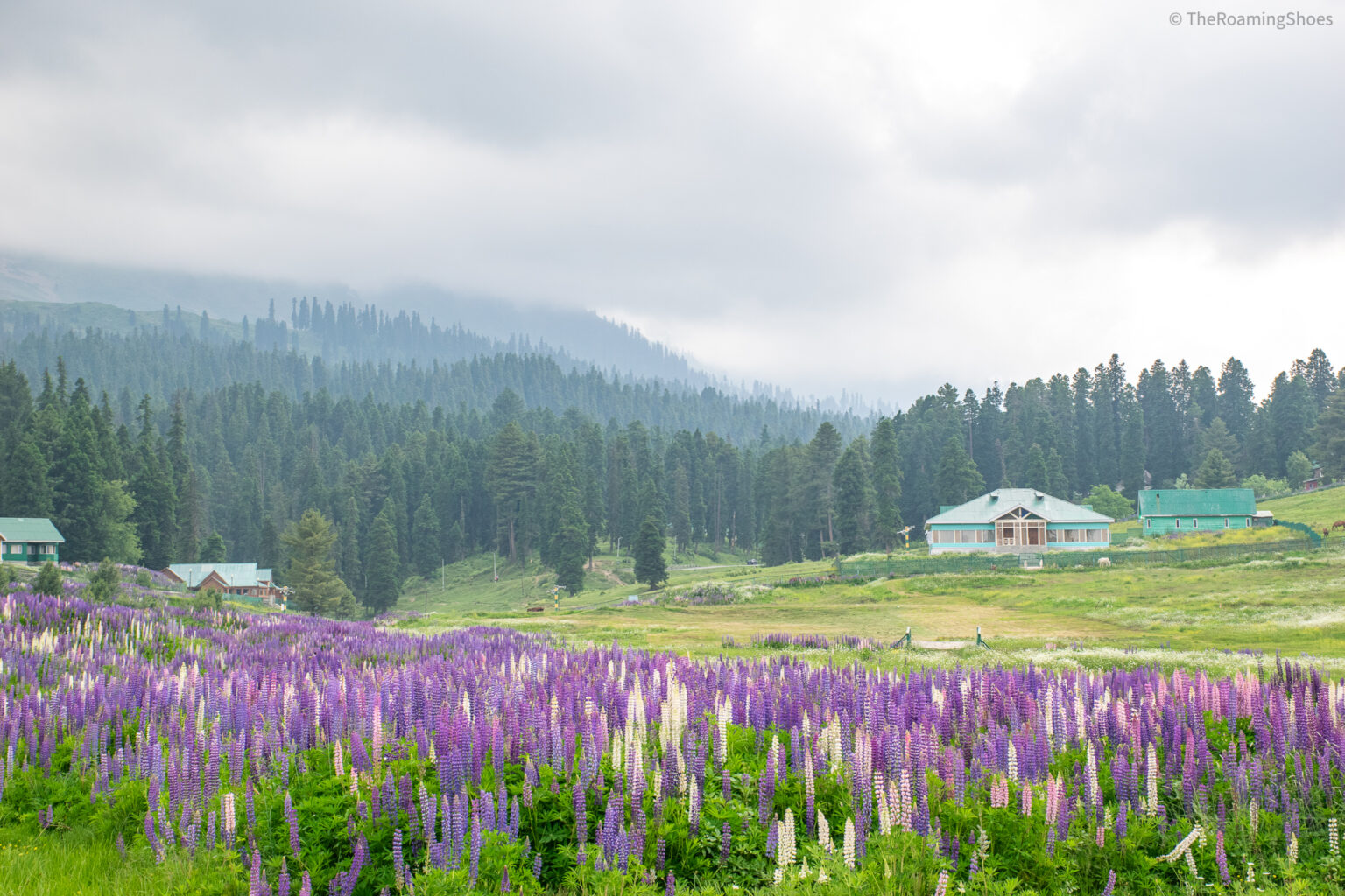 Gulmarg in Summer - A Floral Paradise