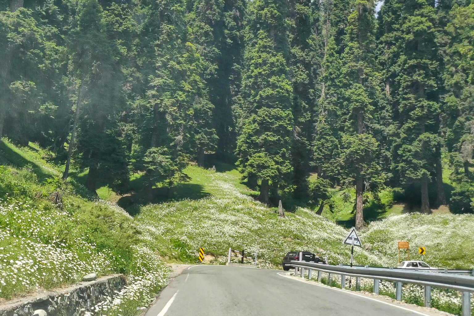 Gulmarg in Summer - A Floral Paradise