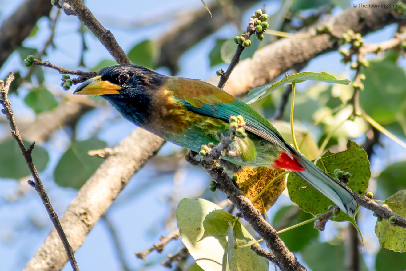 Birds of Himachal - A Photo Story of the Winged Beauties