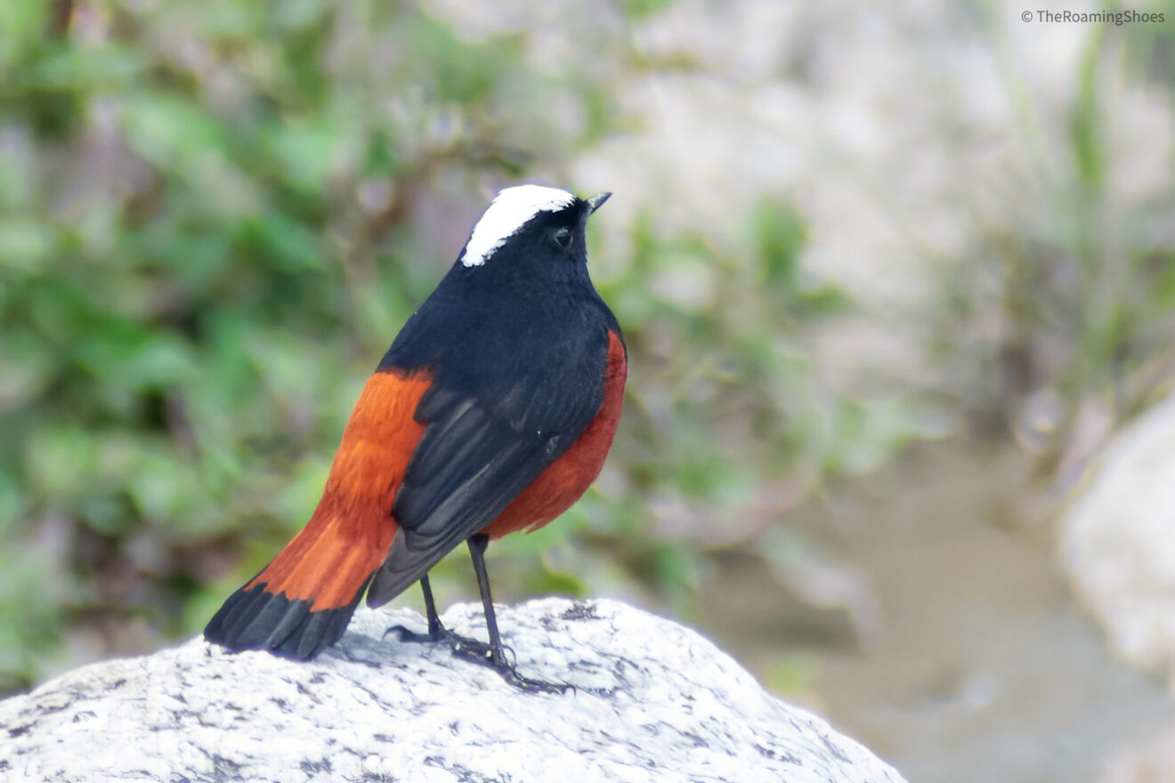 Birds of Himachal - A Photo Story of the Winged Beauties