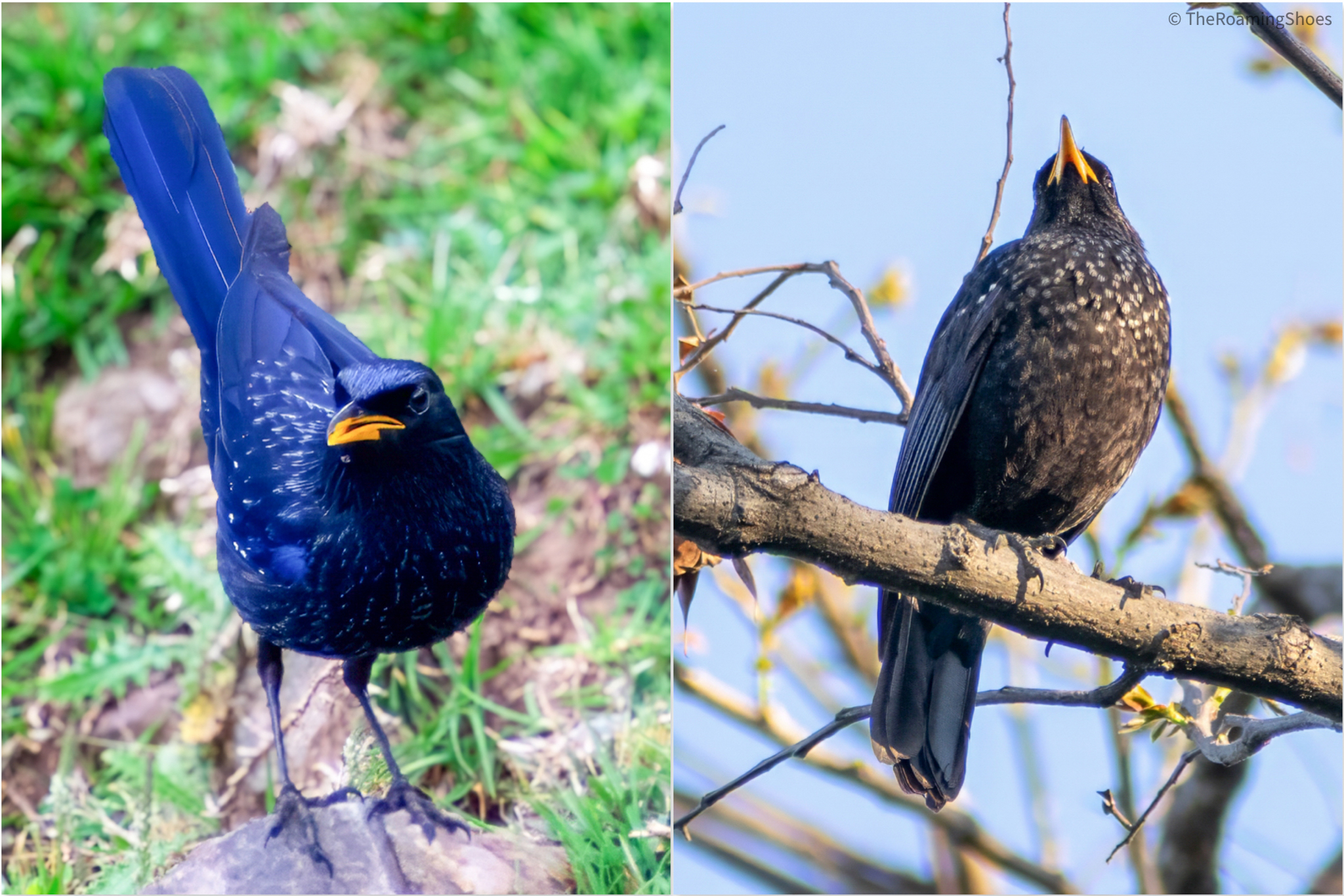 Birds of Himachal - A Photo Story of the Winged Beauties
