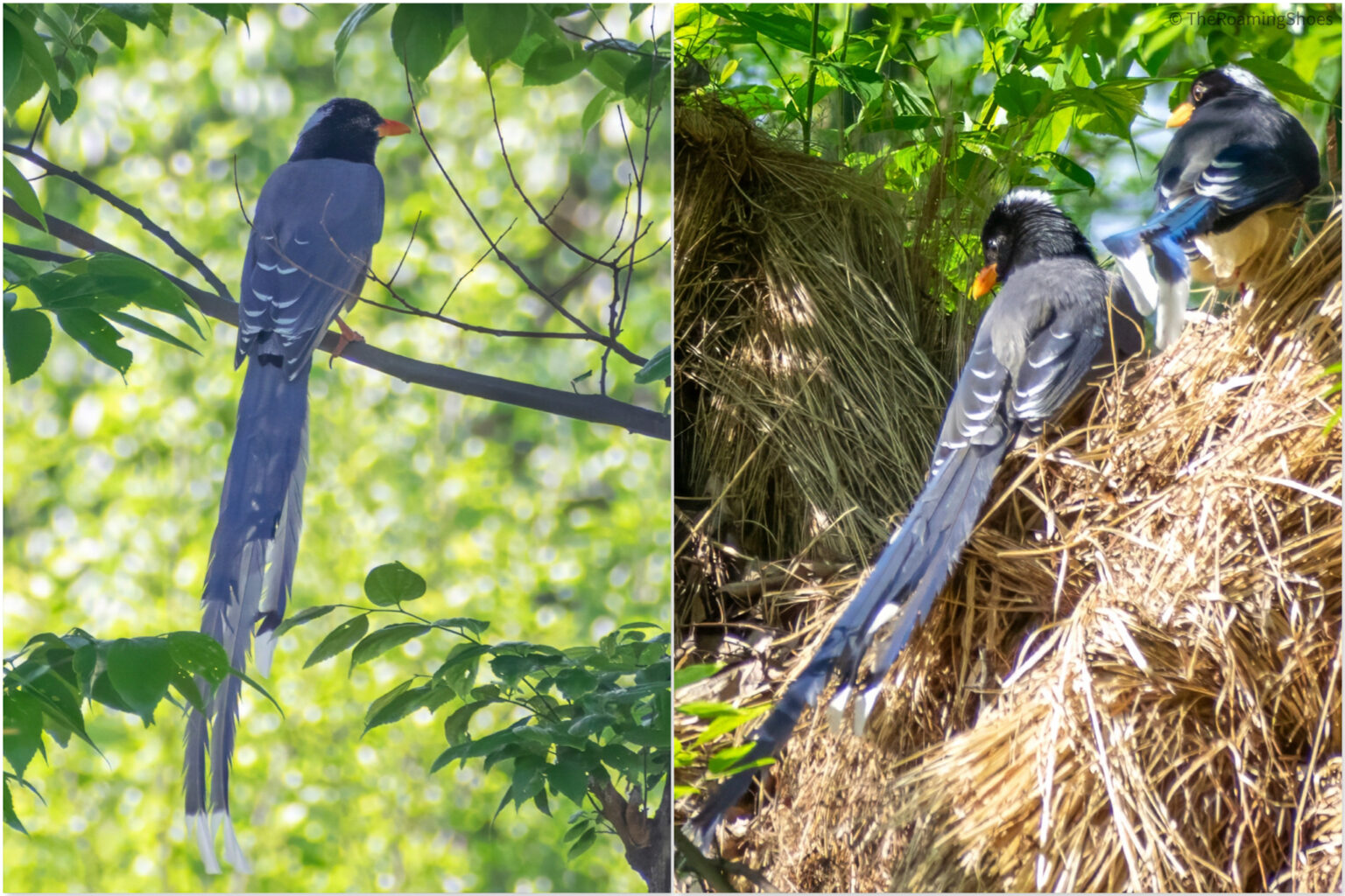 Birds of Himachal - A Photo Story of the Winged Beauties