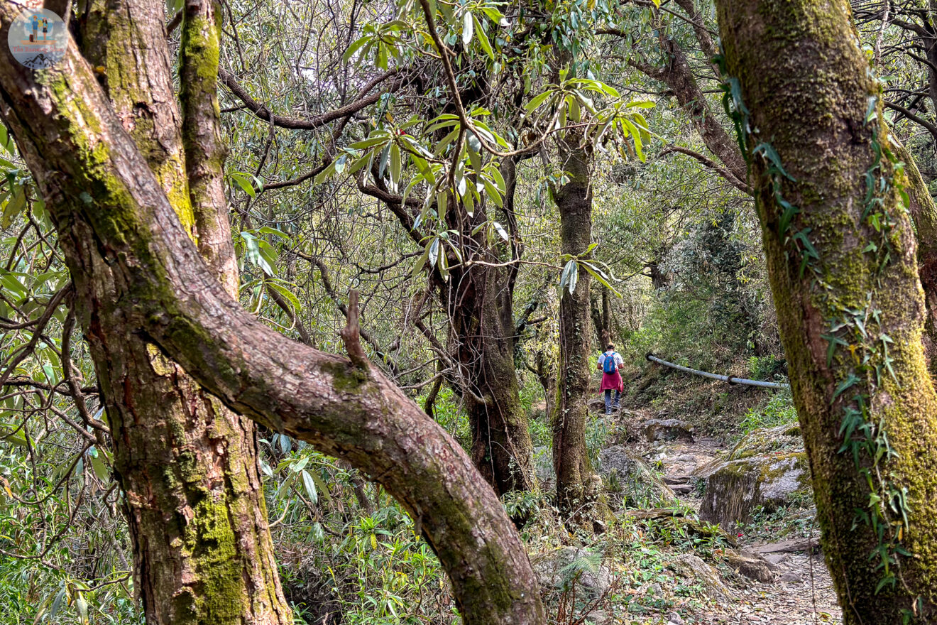 Gallu Waterfall Trek, Himachal: Enigmatic Trails to Emerald Pools