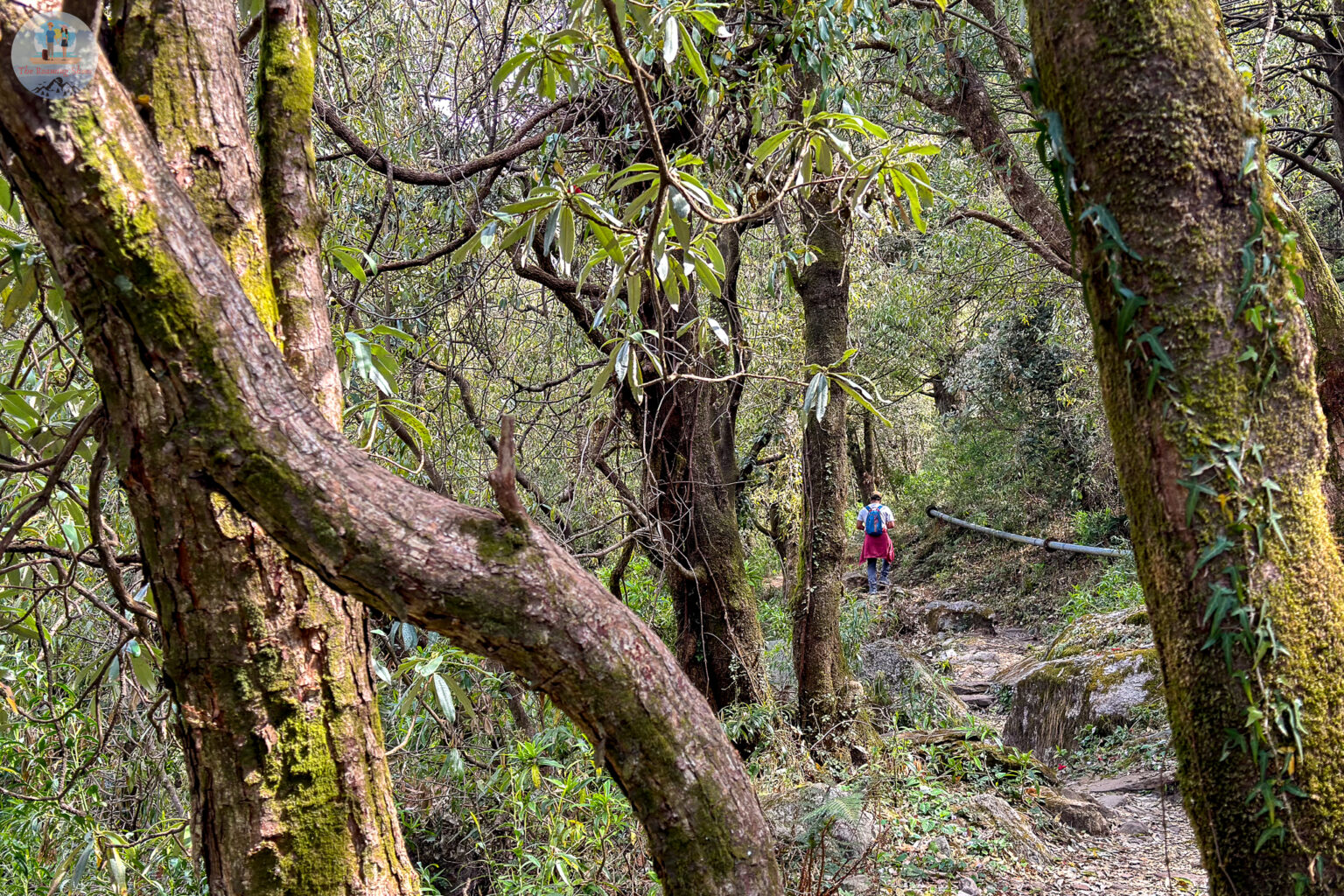 Gallu Waterfall Trek, Himachal: Enigmatic Trails to Emerald Pools