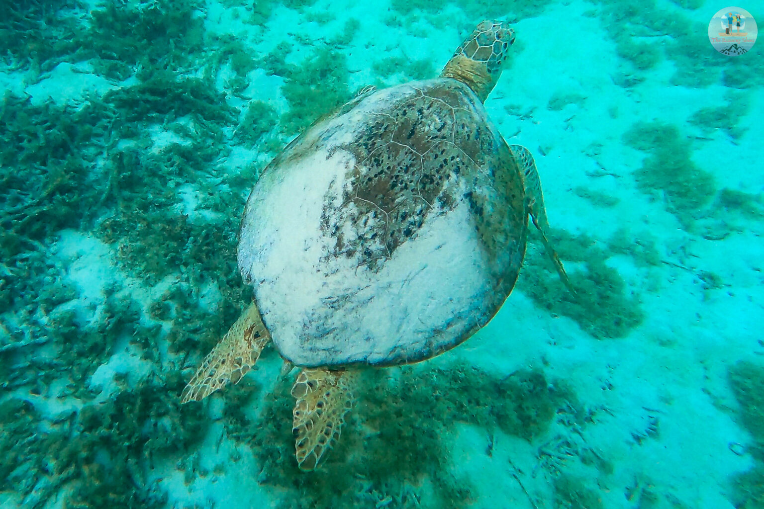 A Guide to Lakshadweep: Permits, Stays, and the Full Experience
